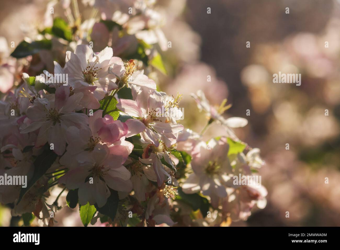 apple twig in full blossom. lush pink flowering background in ...