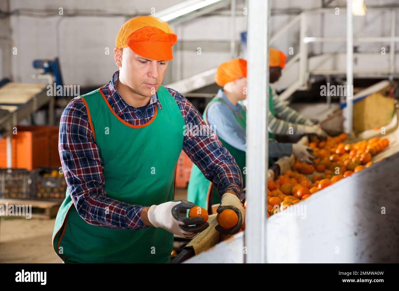 Male sorting fresh mandarins on producing grading line Stock Photo - Alamy