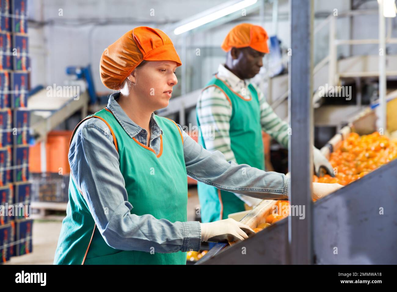 Female employee sorting mandarins on producing grading line Stock Photo ...