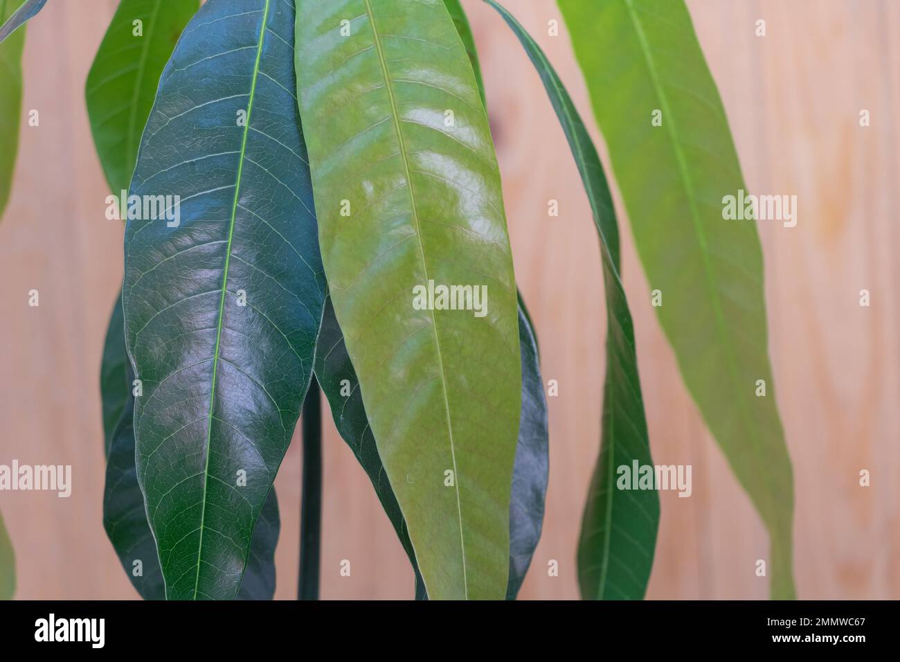 The Indoor Jungle: A Close-Up of Mango Tree Leaves Stock Photo - Alamy