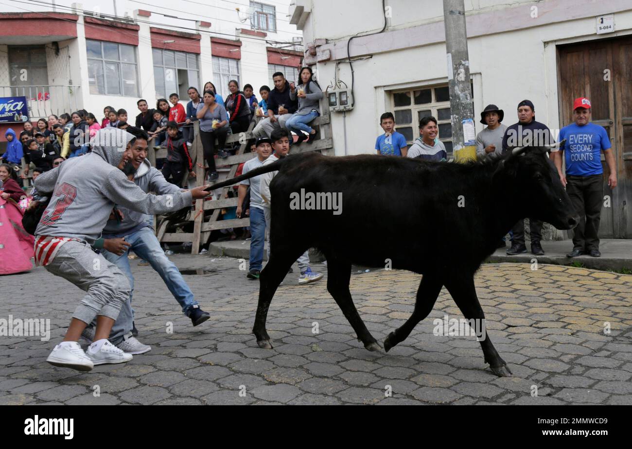 Men pull on the tail of a young bull during the running of the bulls in ...