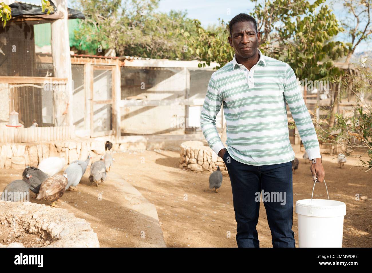 African american farmer feeds poultry in the backyard of the farm Stock ...