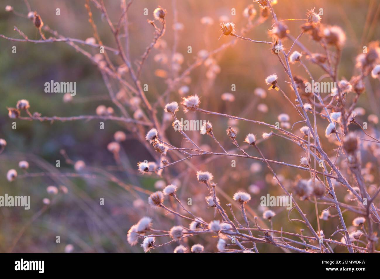 The kidneys on the tree, dry flow in the reference light. Sunrise ...
