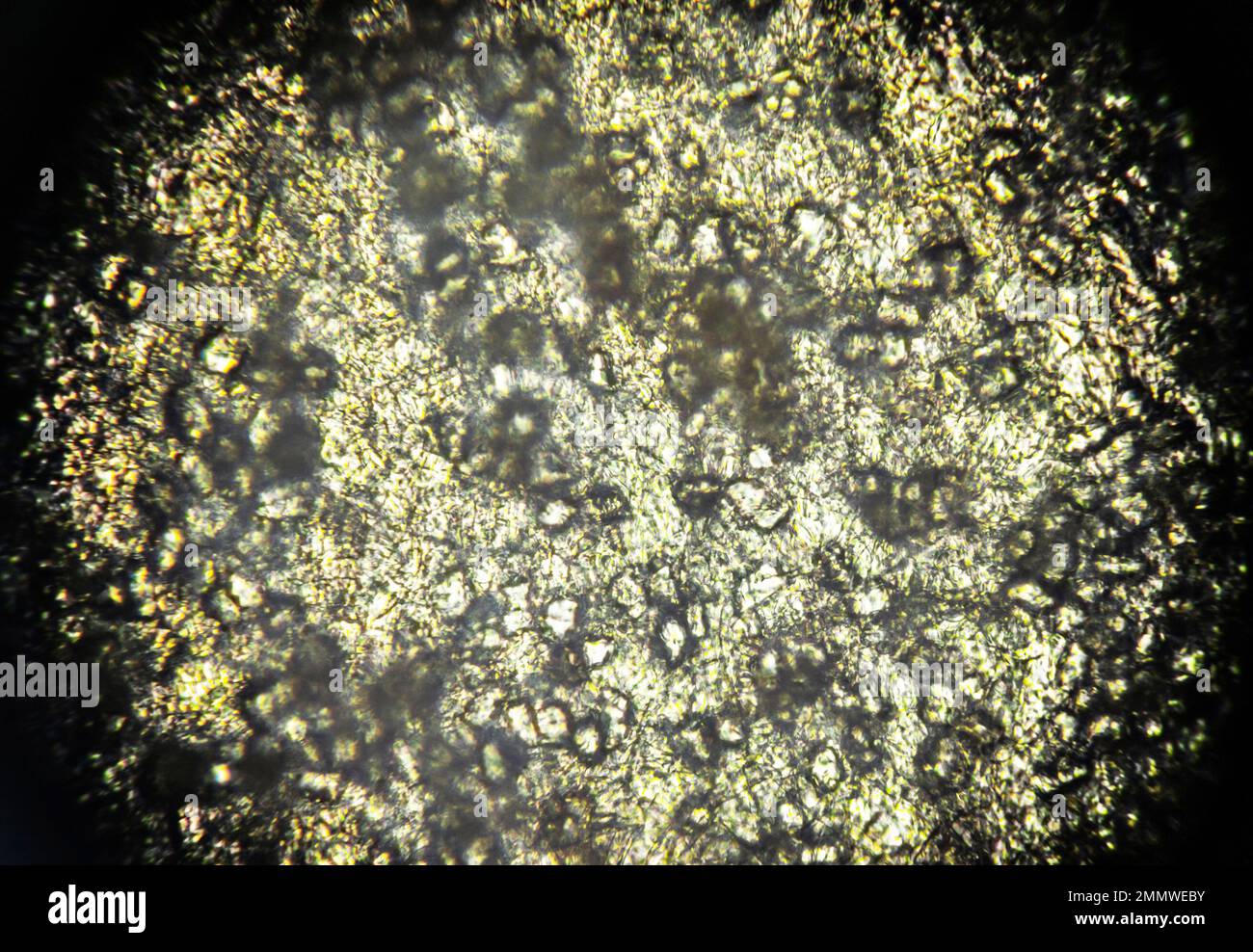 An orange seed peel under light microscope Stock Photo - Alamy