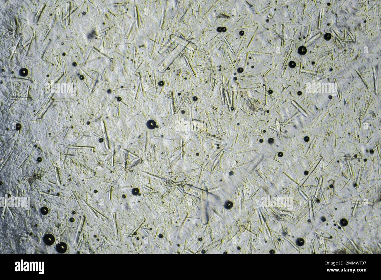 Honey with large rectangular sugar crystals under microscope. Natural ... Honey with large rectangular sugar crystals under microscope. Natural ...