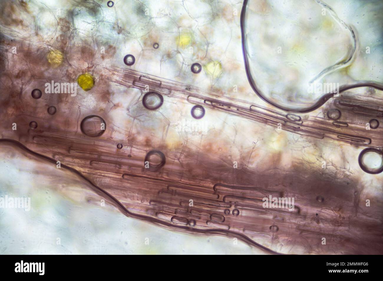 Pickled ginger root under the light microscope, magnification 100 times ...