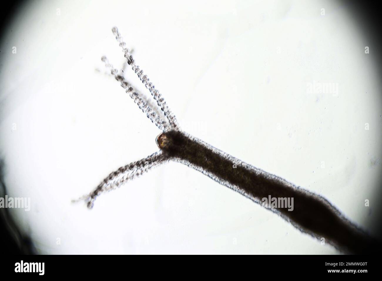 Hydra vulgaris under a light microscope, freshwater hydra taken from ...