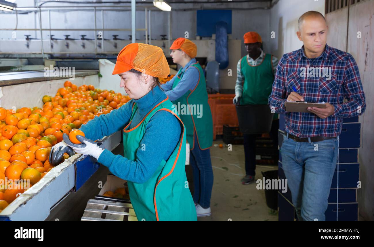 farmer controlling grading and packing of mandarin oranges performing ...