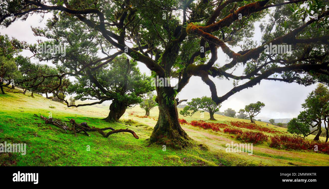 Magical endemic laurel trees in Fanal laurisilva forest in Madeira ...