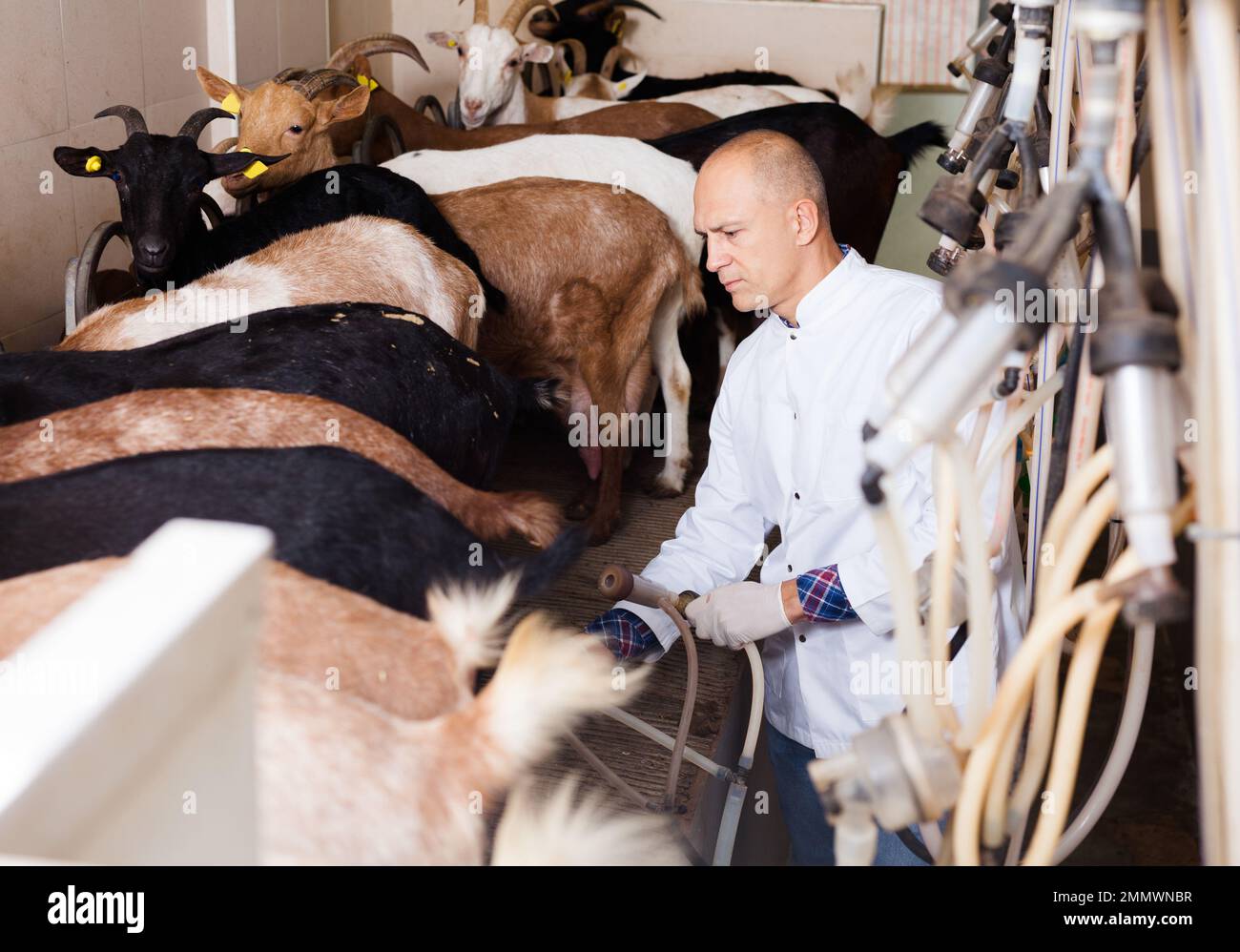Farmer preparing equipments for milking of goats Stock Photo - Alamy