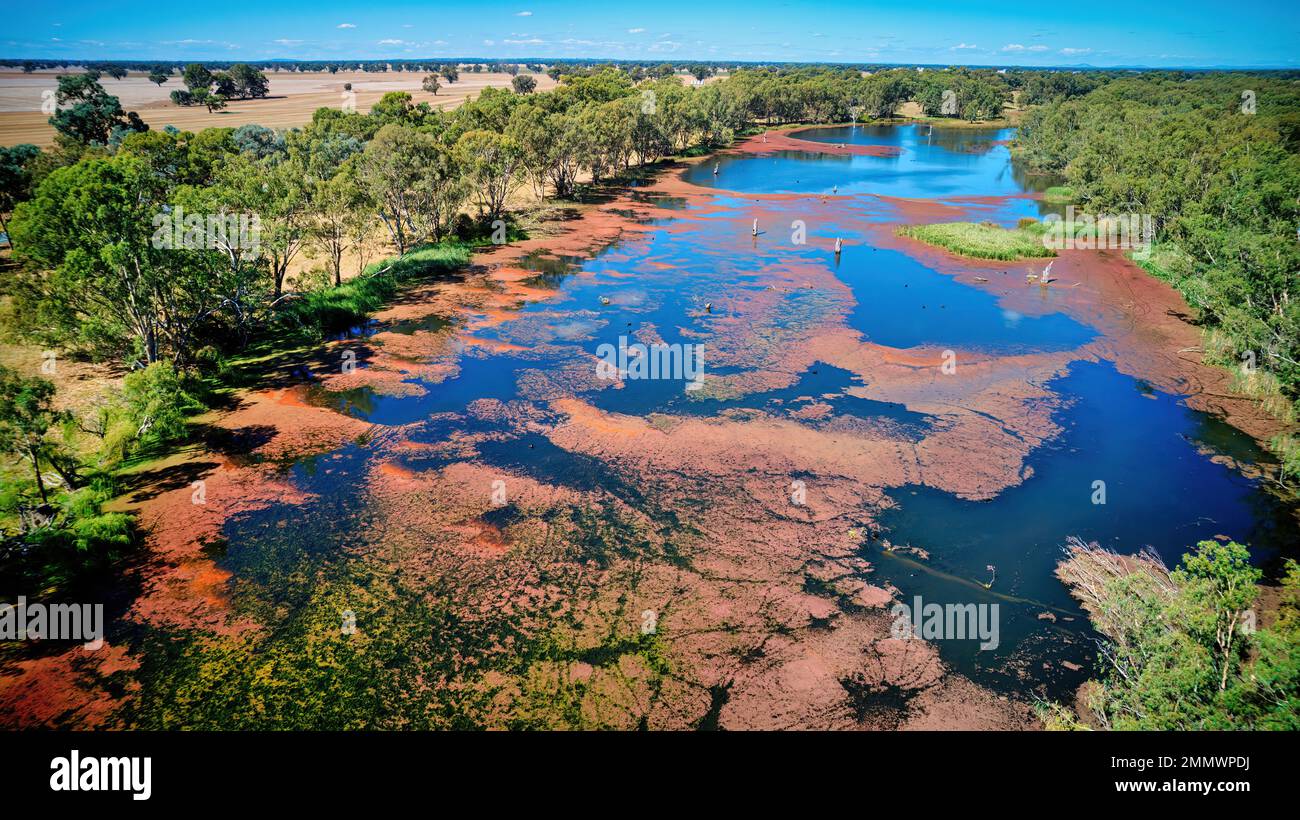 Red aquatic fern hi-res stock photography and images - Alamy