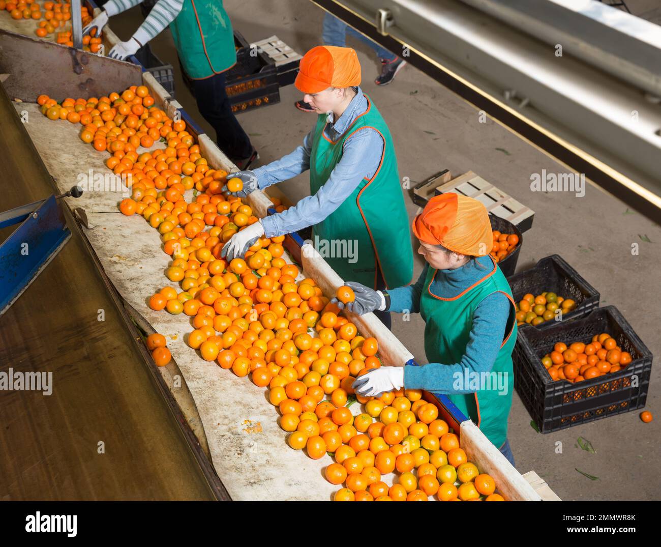 Two focused women working on citrus sorting line Stock Photo - Alamy