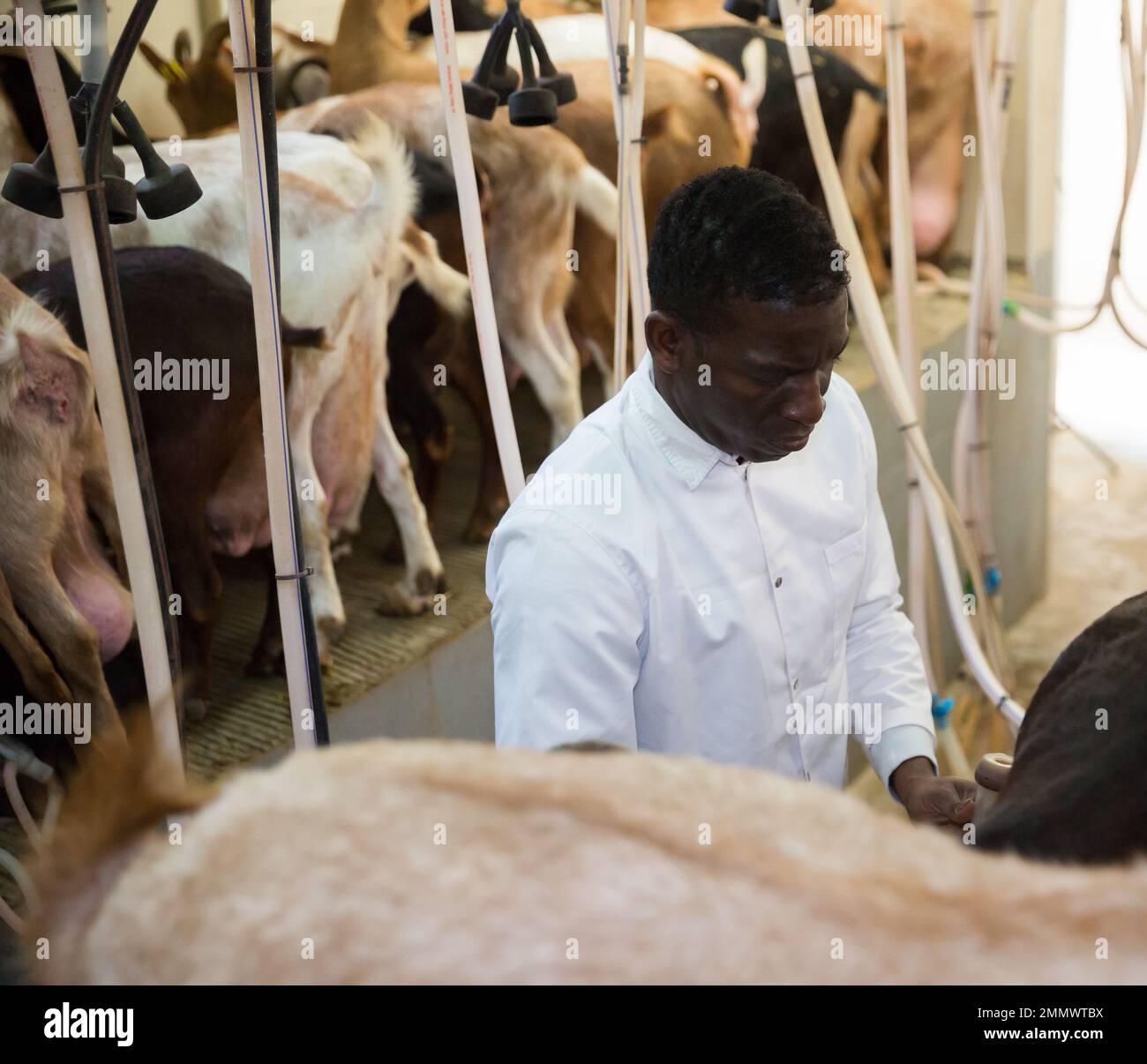 Man milking goats on farm Stock Photo - Alamy