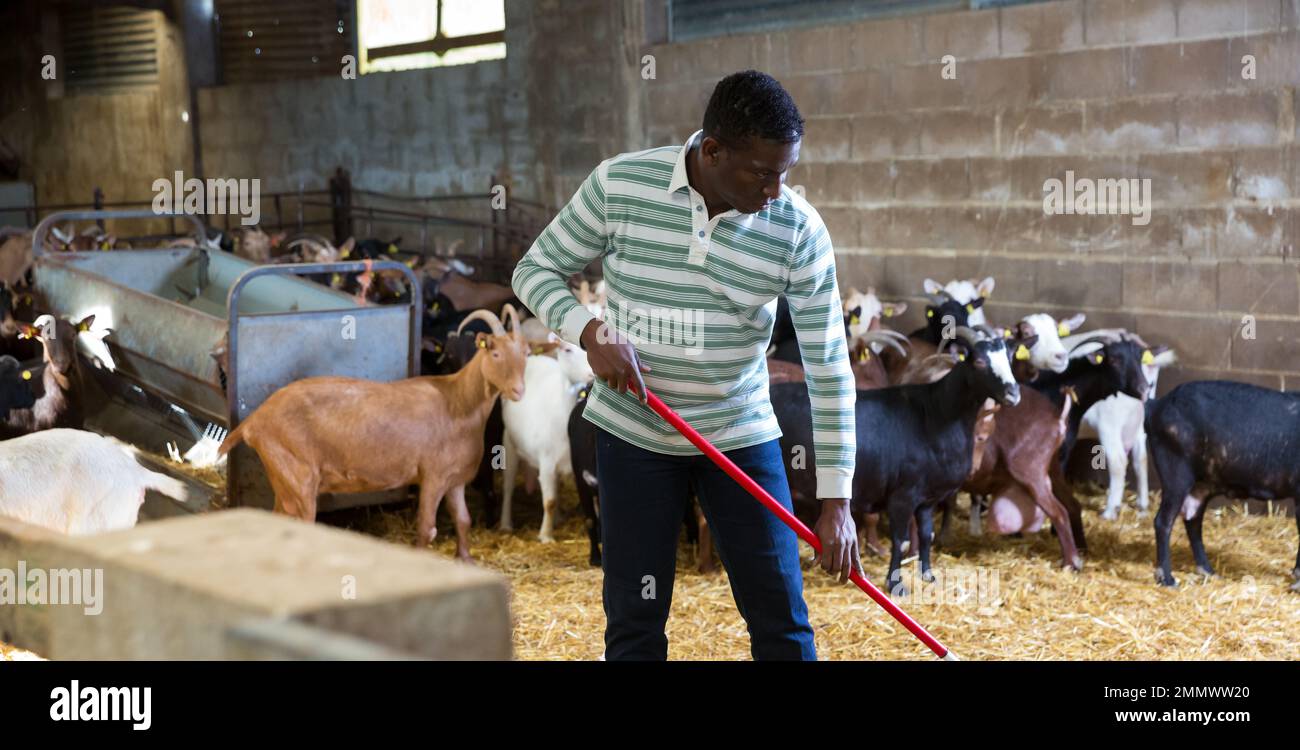 African-American man working in goat stall Stock Photo - Alamy