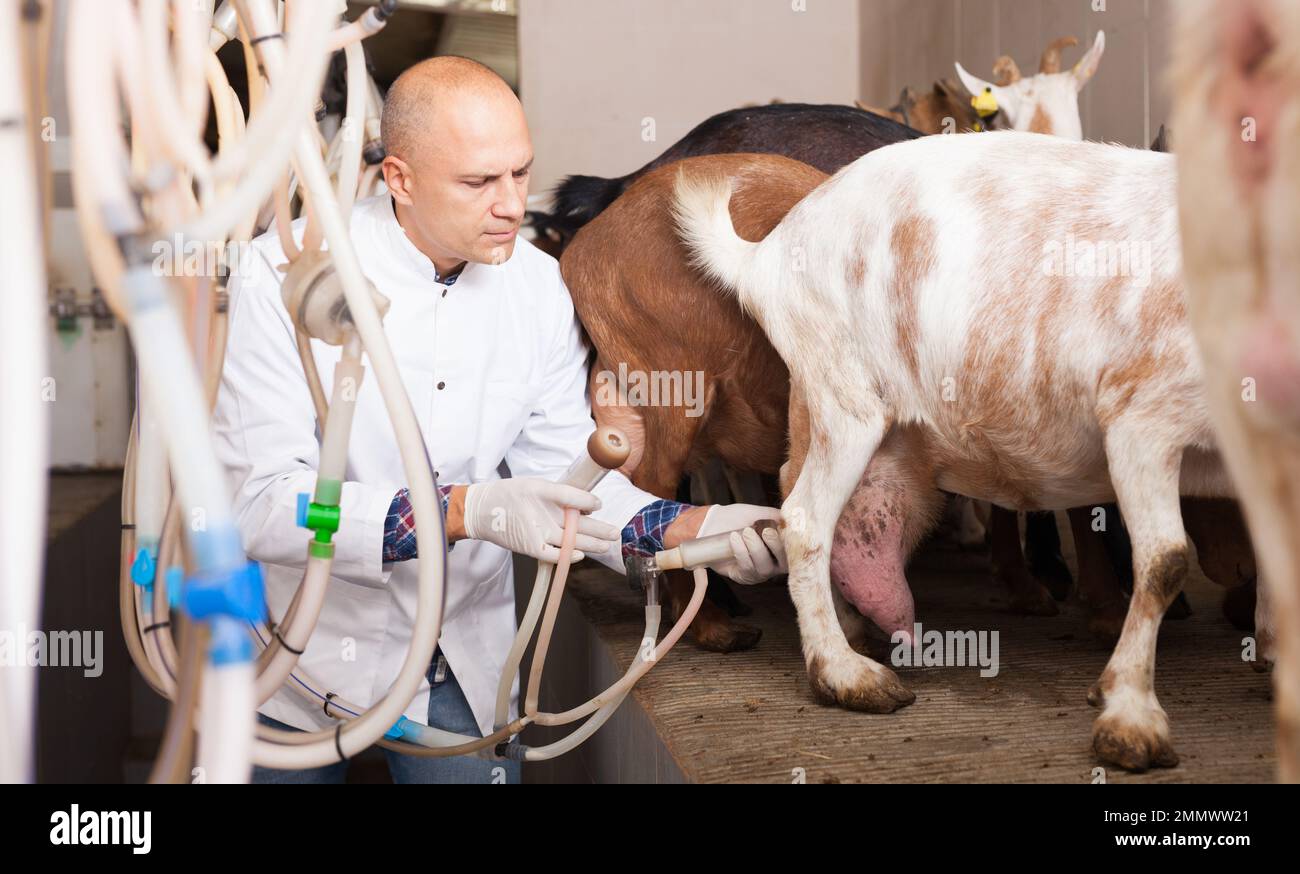 Farmer milking a goats with an automatic milk machine Stock Photo - Alamy