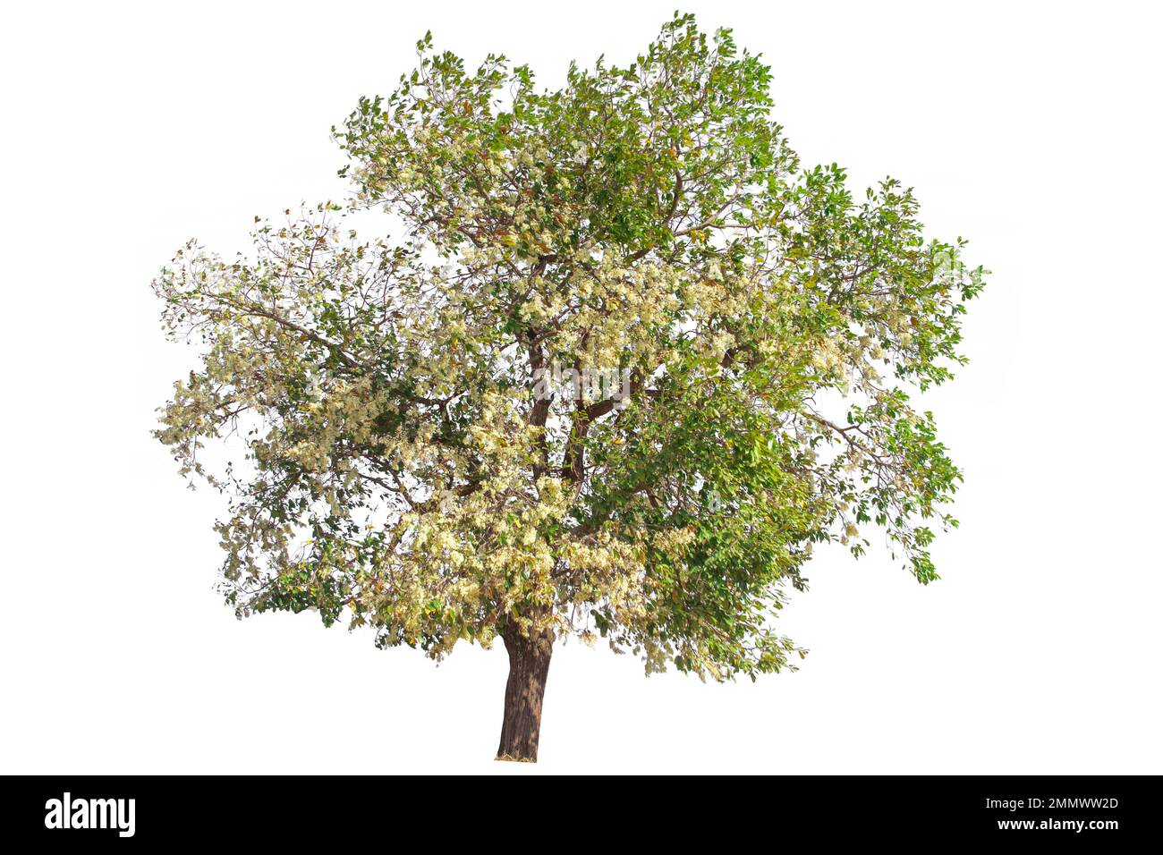 Tree isolated on white background, The tree on the white background ...