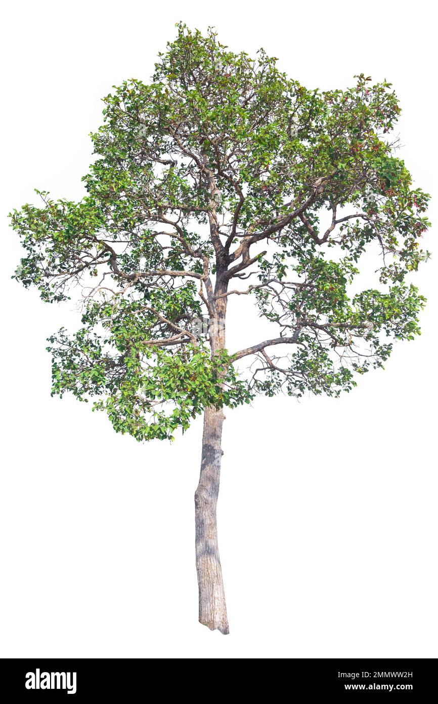 Tree isolated on white background, The tree on the white background ...