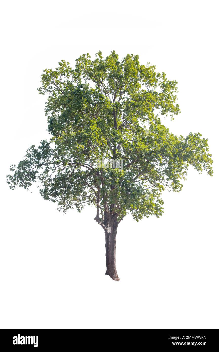 Tree isolated on white background, The tree on the white background ...