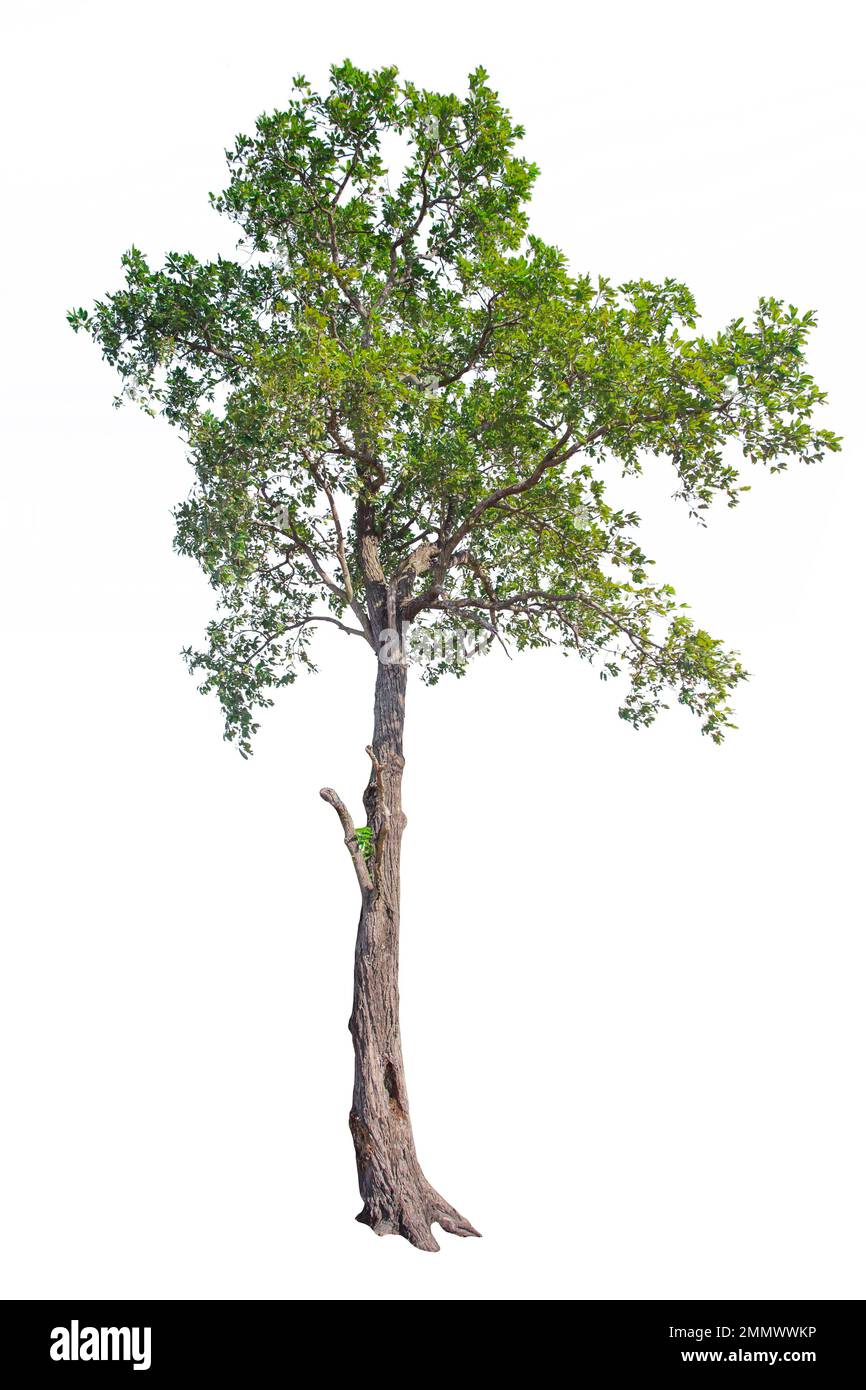 Tree isolated on white background, The tree on the white background ...