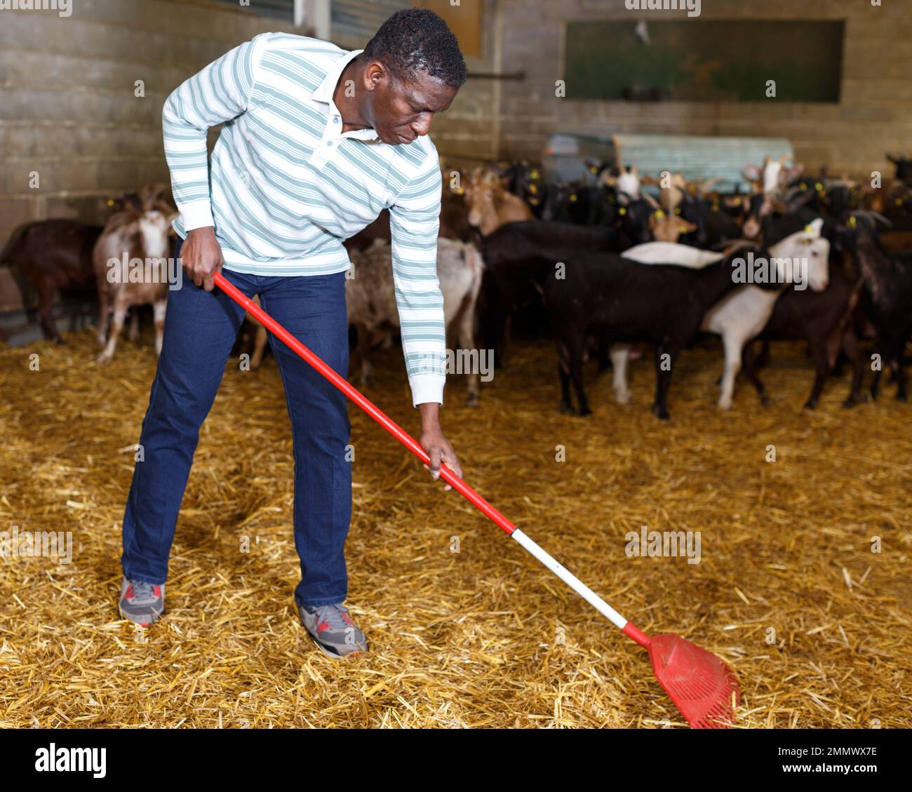 African-American man cleaning goat barn Stock Photo - Alamy