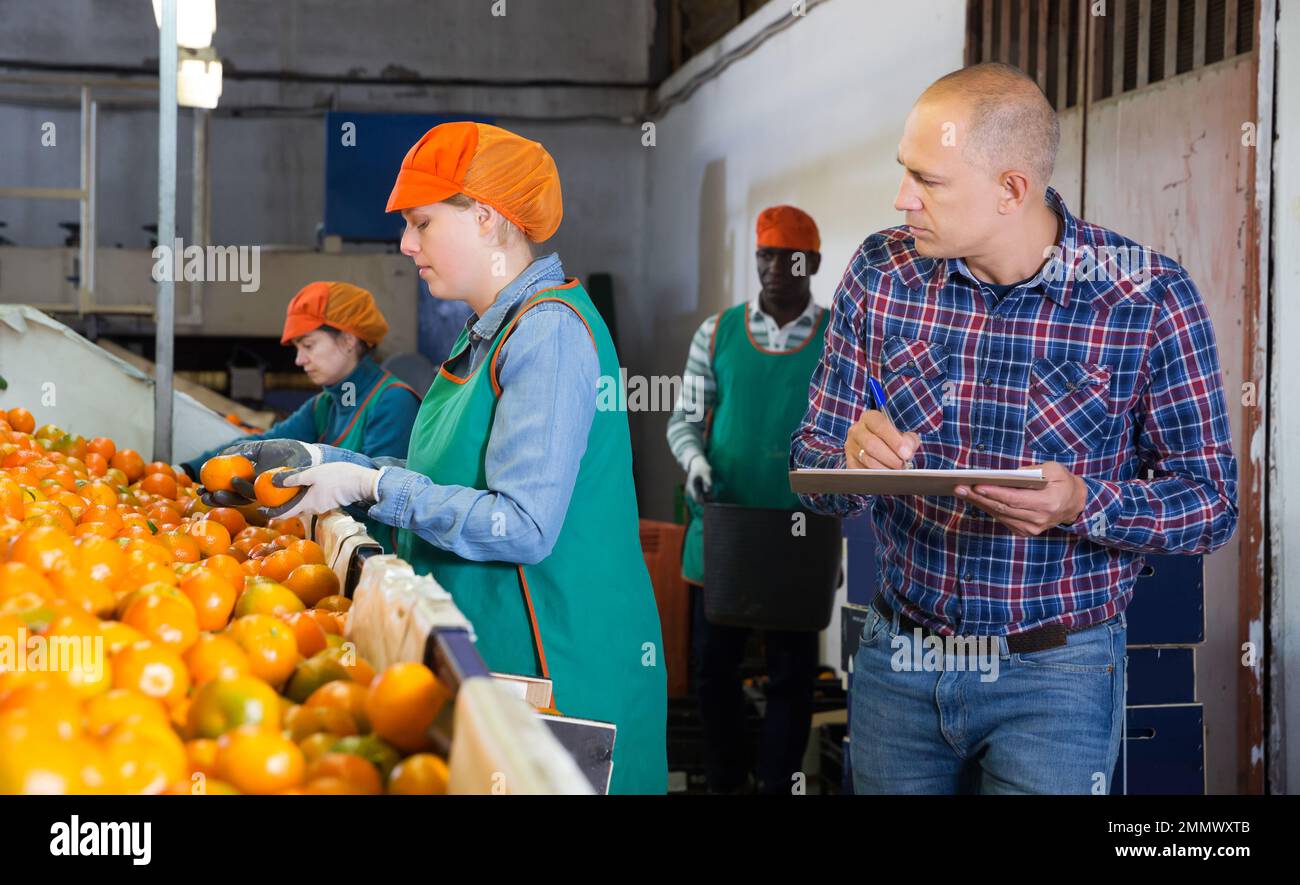 farmer controlling grading and packing of mandarin oranges performing ...