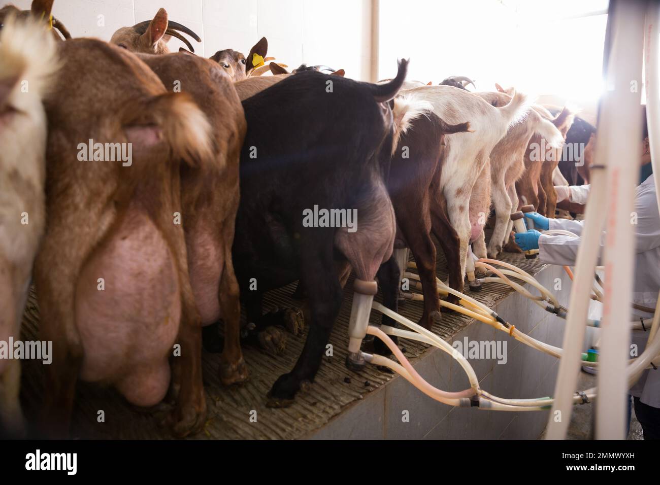 Back view of goats with milking clusters and farmer Stock Photo - Alamy