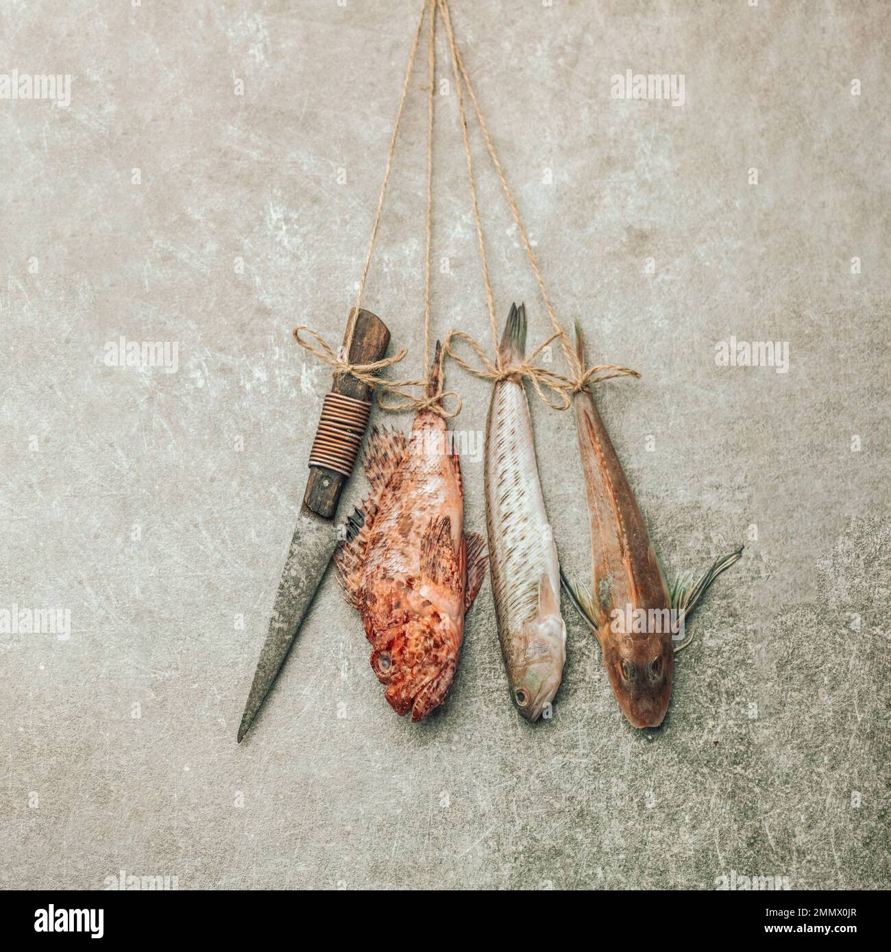 Types fish scales hi-res stock photography and images - Alamy