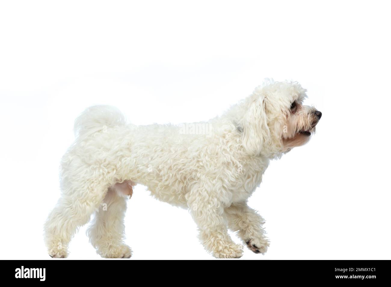 Picture of little Bichon dog barking at a stranger, standing, wearing a ...