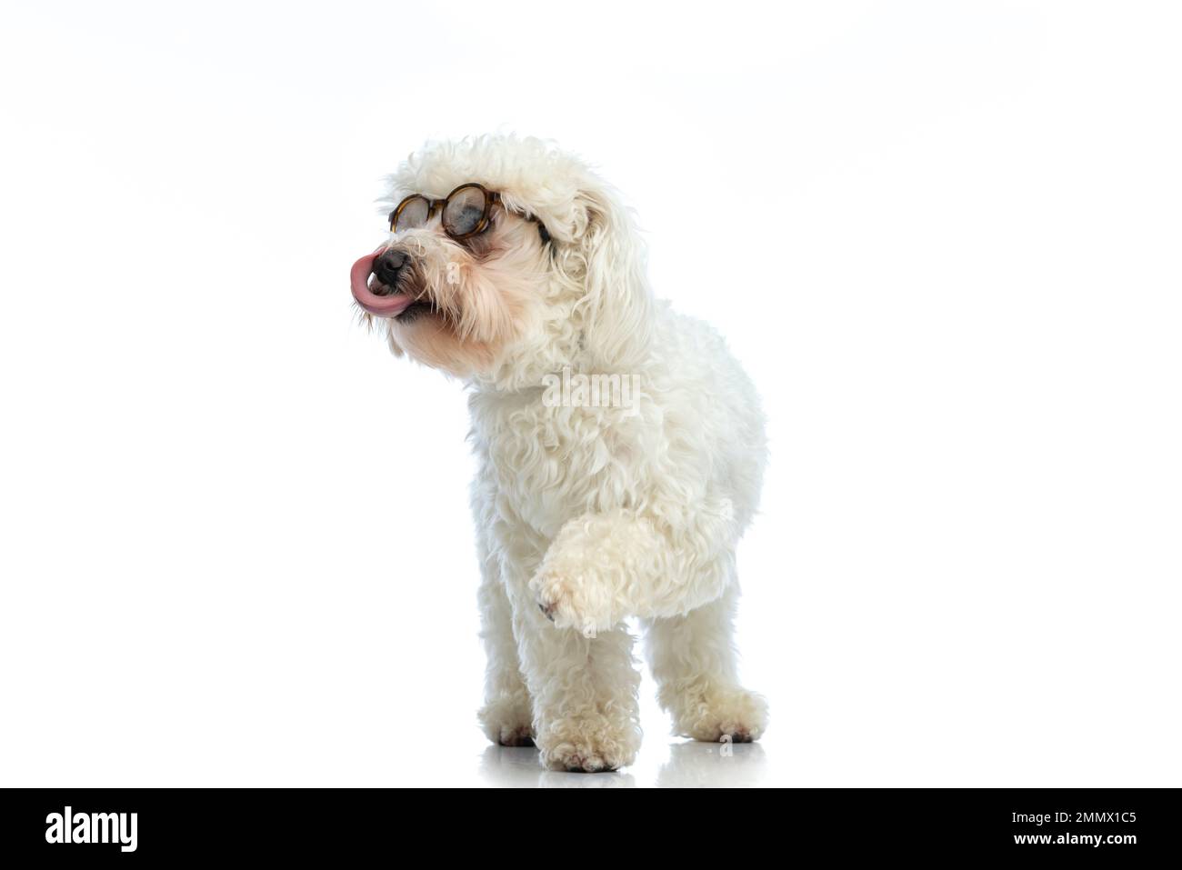 Picture of beautiful Bichon dog licking his nose and looking to side ...