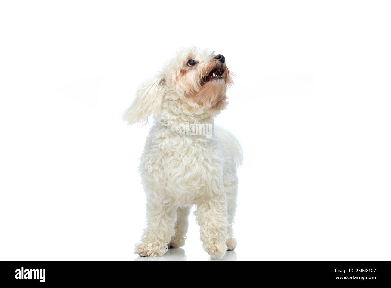 Picture of cute Bichon dog feeling shocked of what's above, standing ...