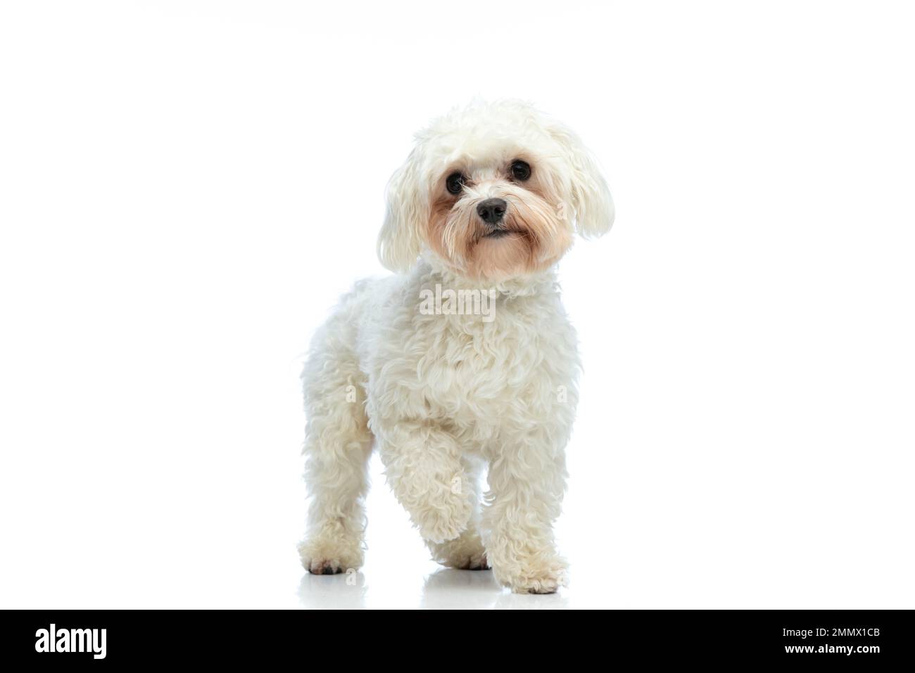 Picture of little Bichon dog posing with one paw folded, standing ...