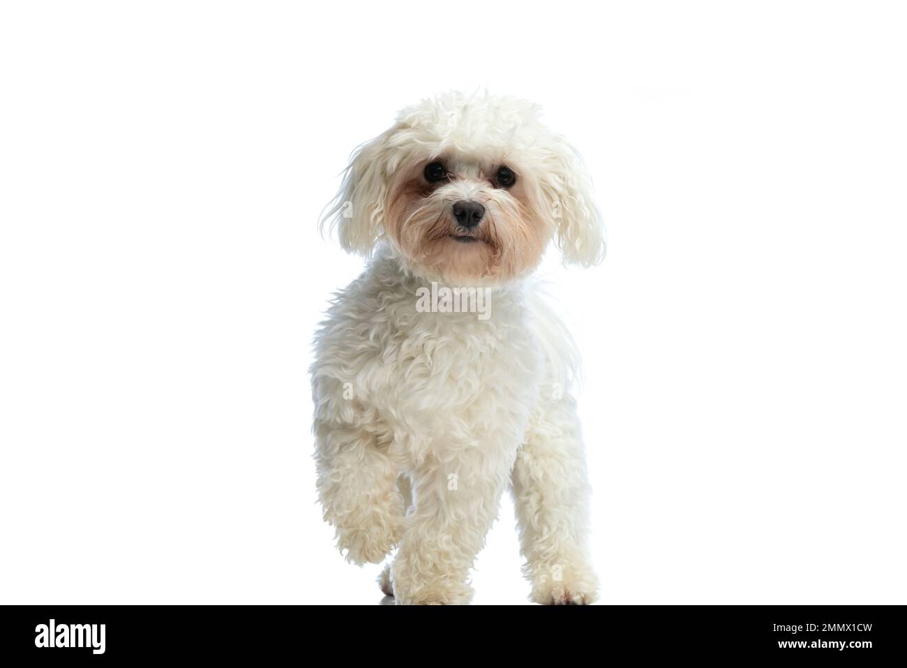 Picture of small Bichon dog raising one paw and posing, standing ...