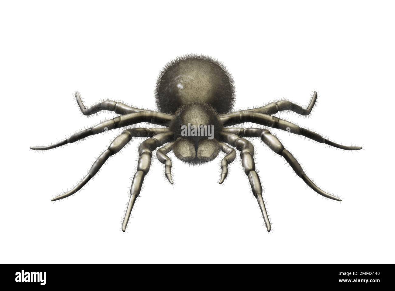 3d rendered of Spider Tarantula. Largest spider in terms of leg-span is ...