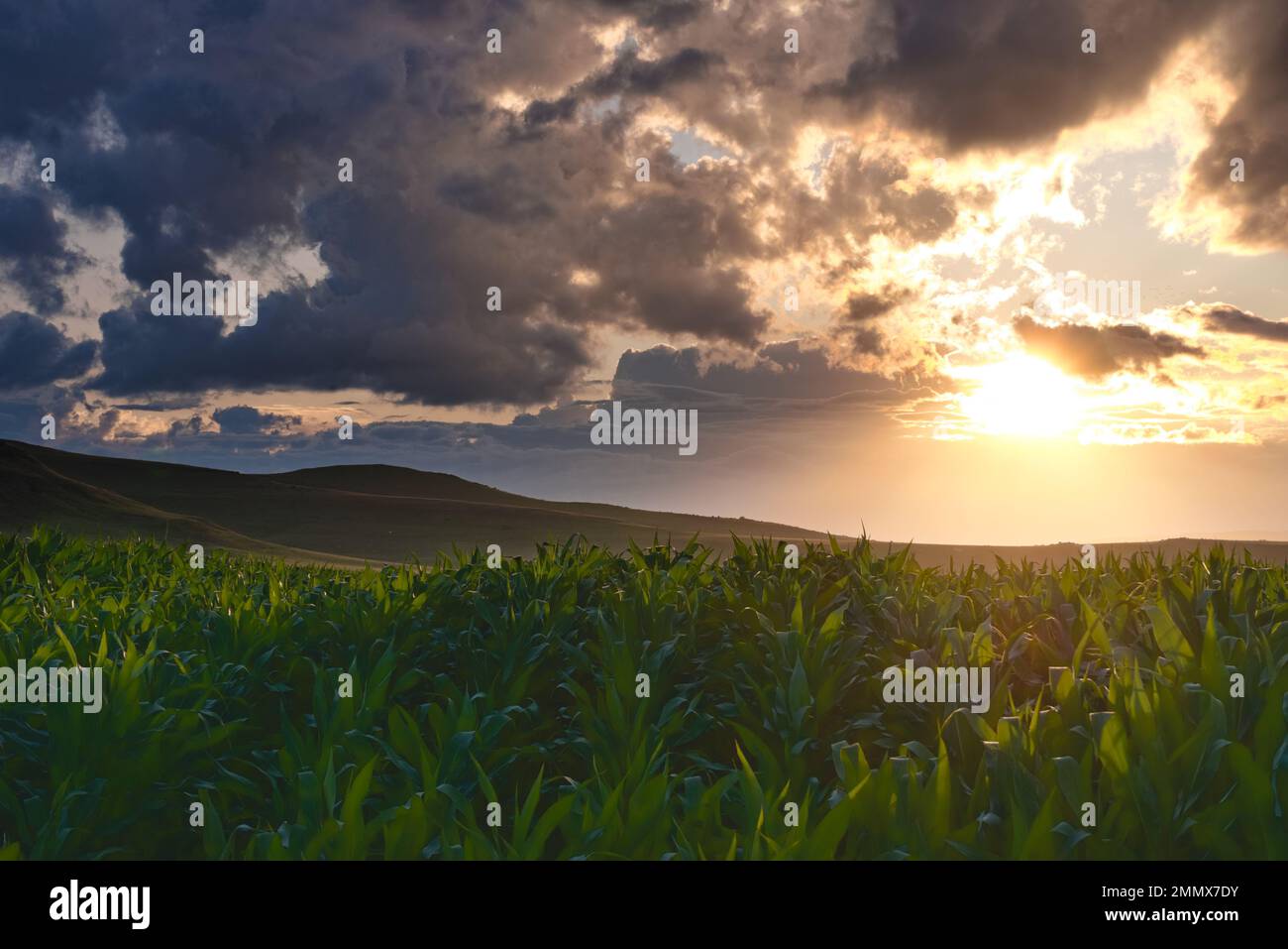 Sun breaking through dark cloud over corn field with hills in the ...