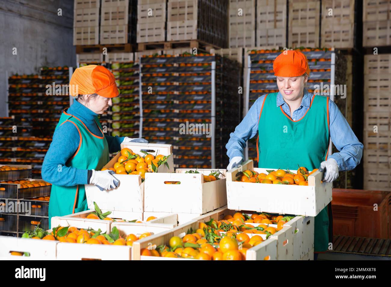 Two female employees of fruit warehouse in colored uniform labeling ...