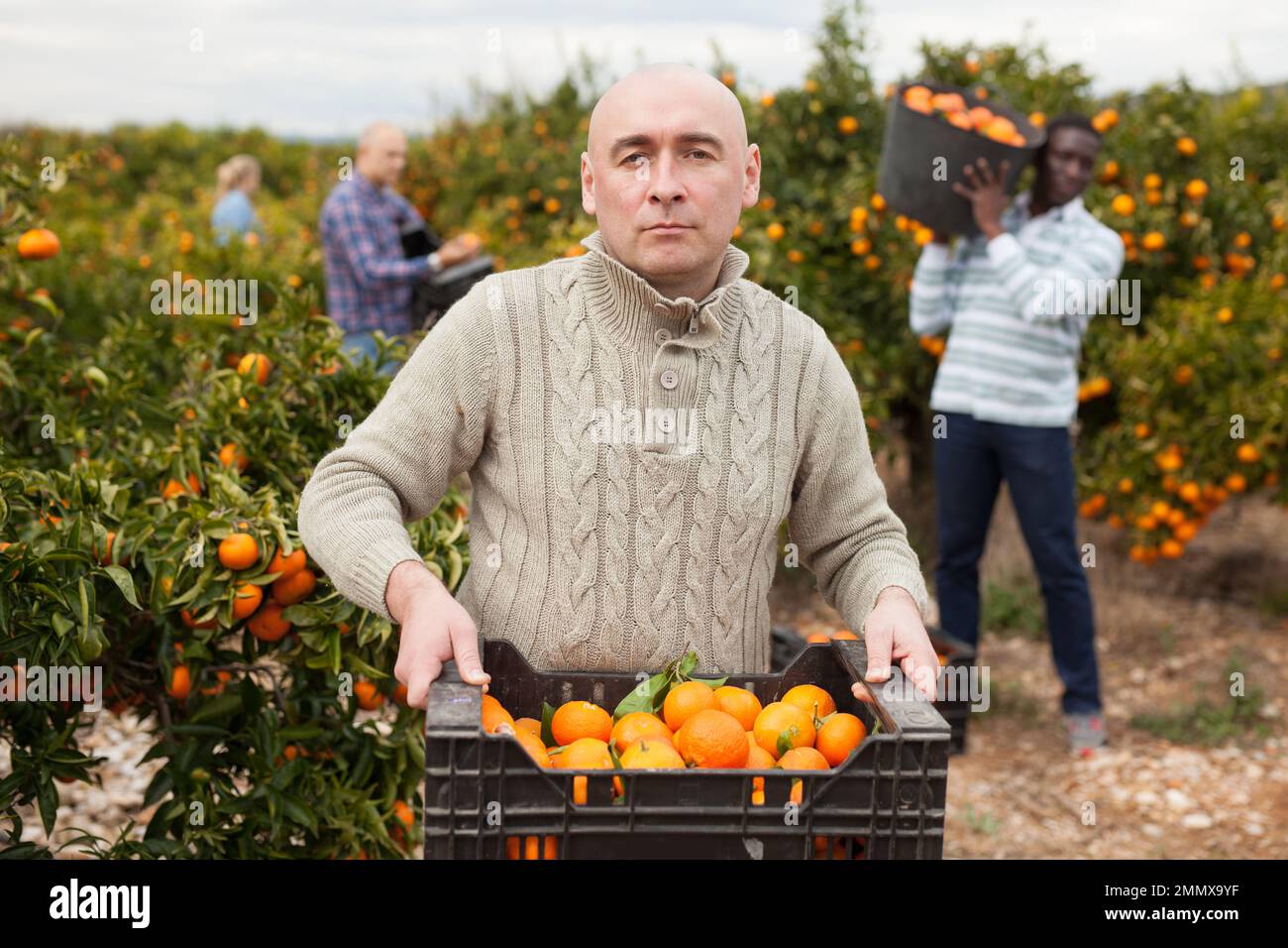 Workers picking mandarins in boxes on farm Stock Photo - Alamy