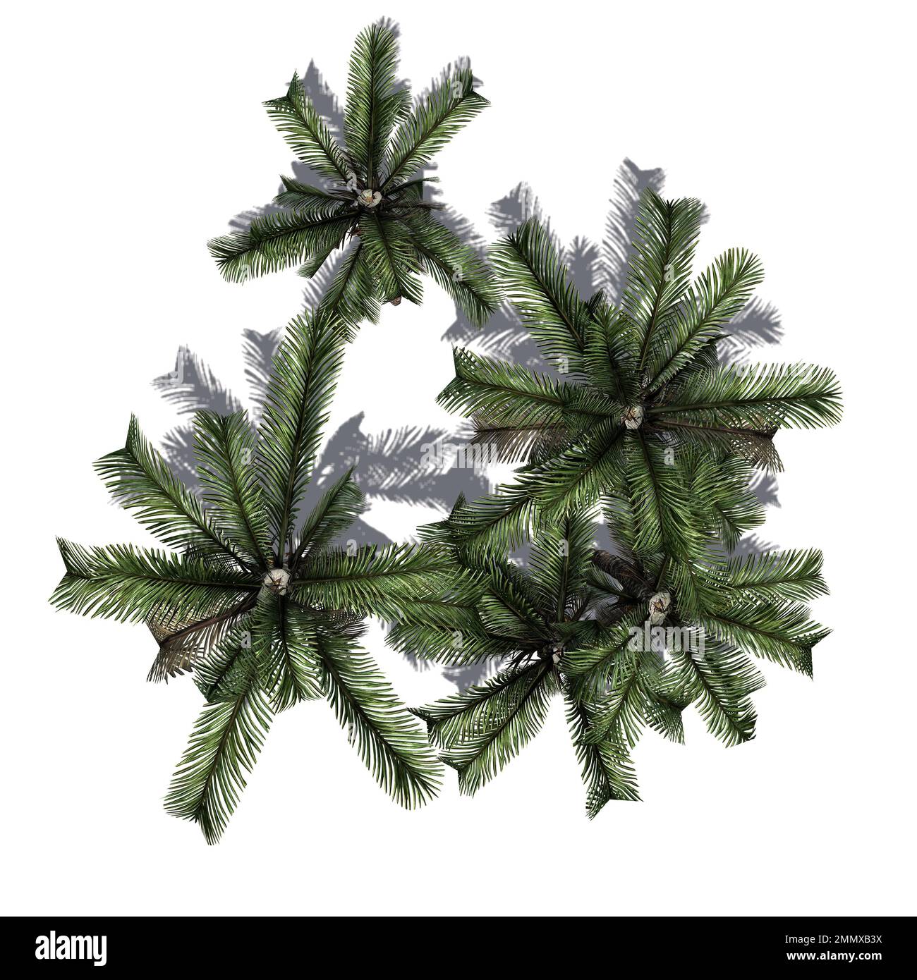 Date Palms with shadow isolated on white background - top view - use ...