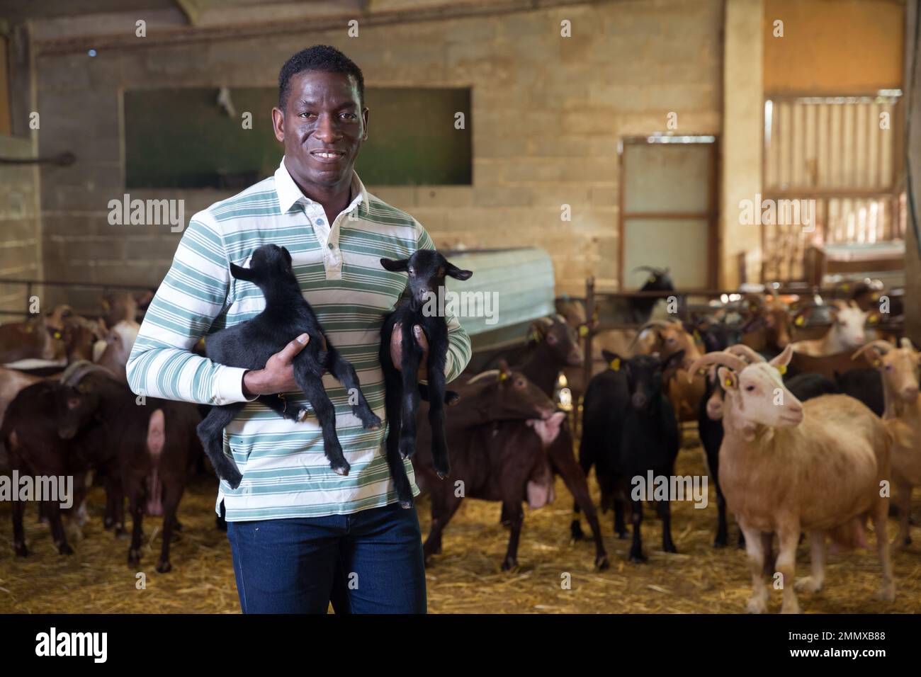 African American farmer with goatlings Stock Photo - Alamy