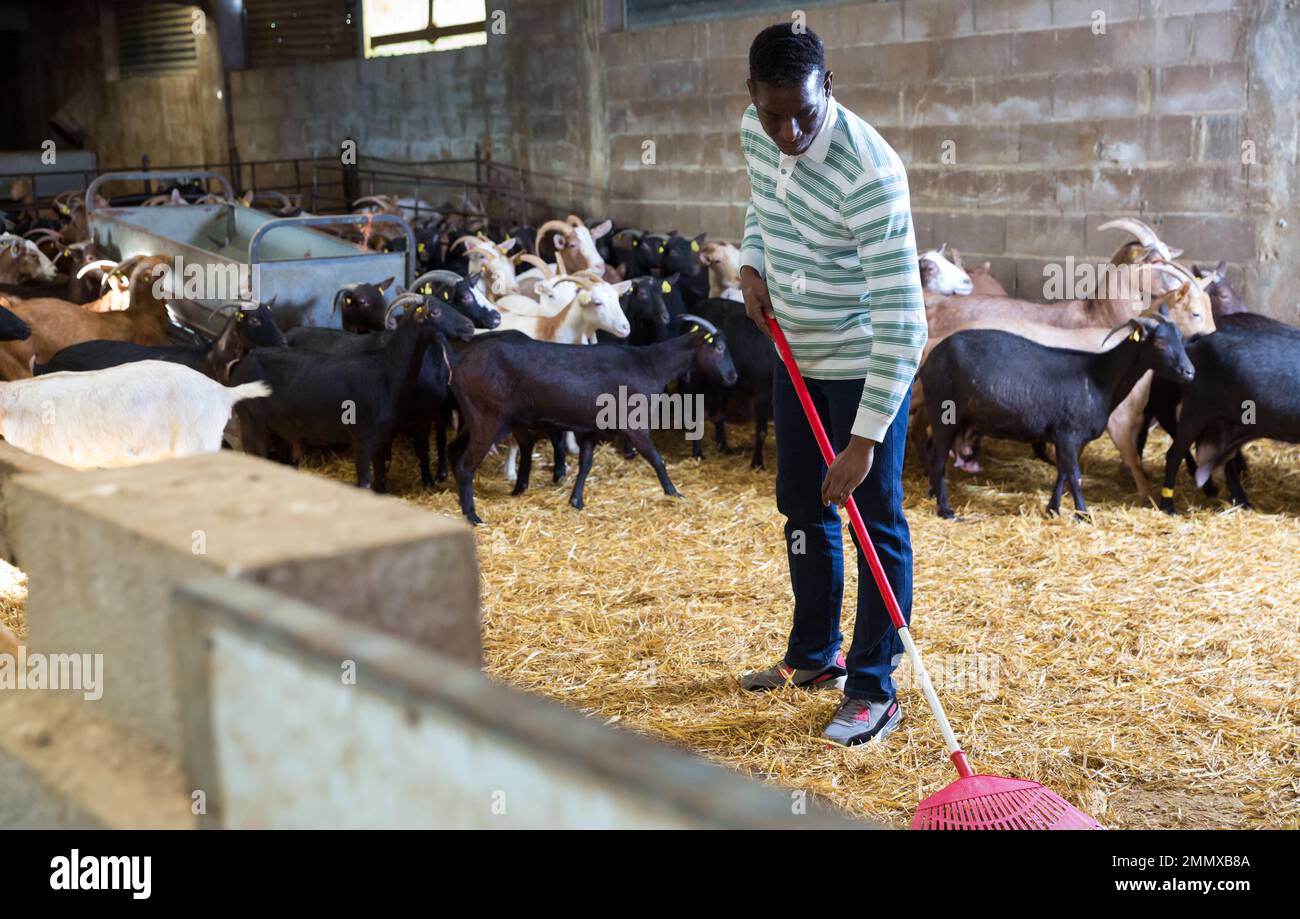 African-American man working in goat stall Stock Photo - Alamy