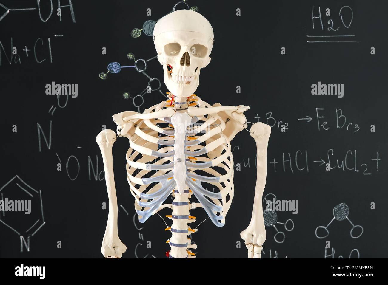 Artificial human skeleton model against green chalkboard Stock Photo ...
