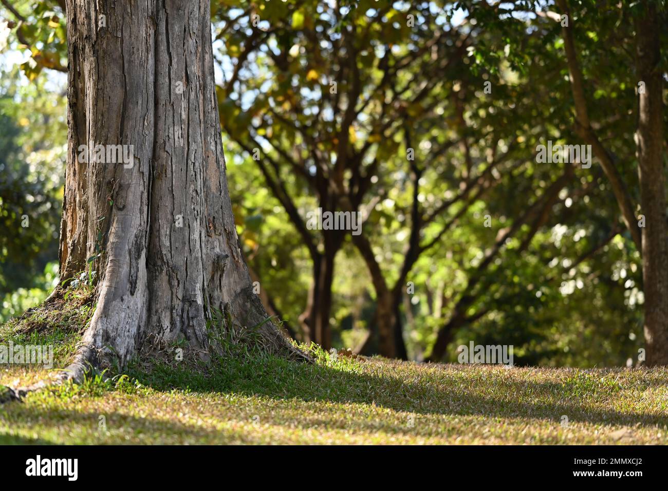 Oak tree roots underground hi-res stock photography and images - Alamy