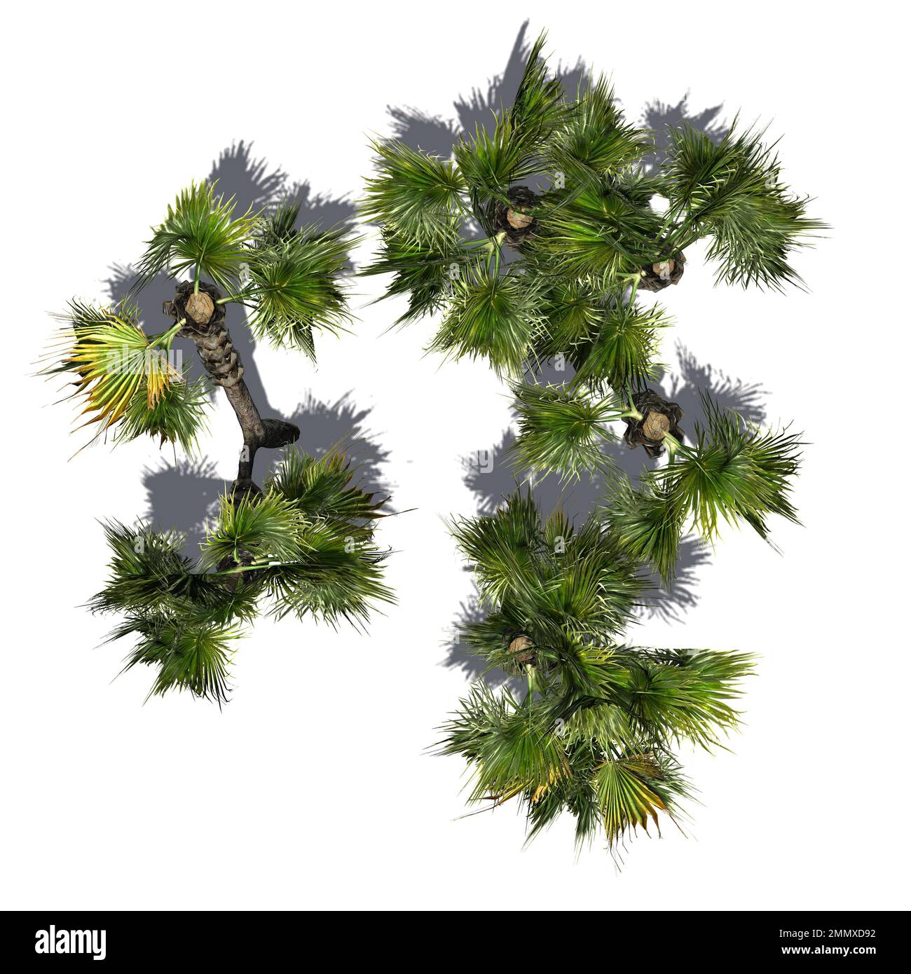 Palmetto Palms with shadow isolated on white background - top view ...