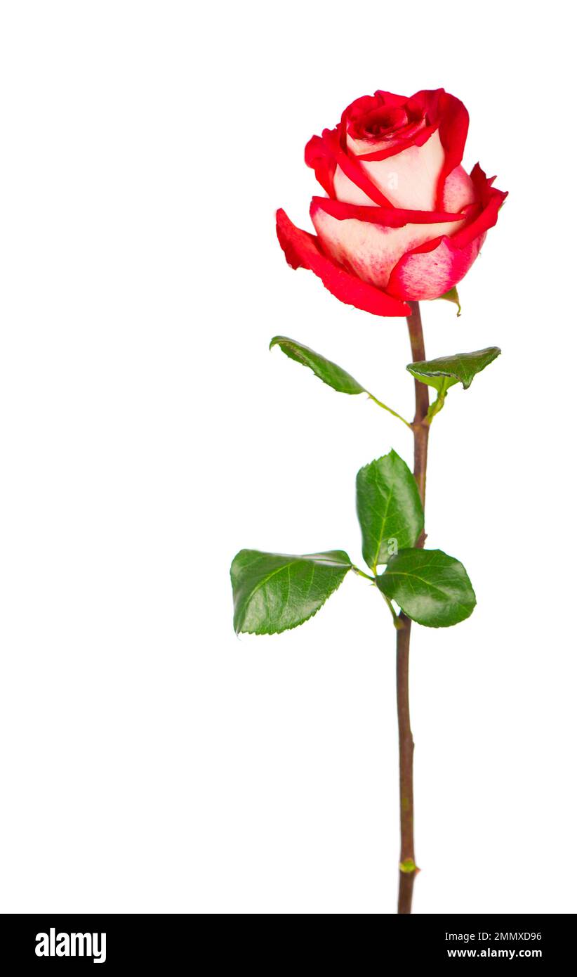 Single Red Rose Desktop Wallpaper