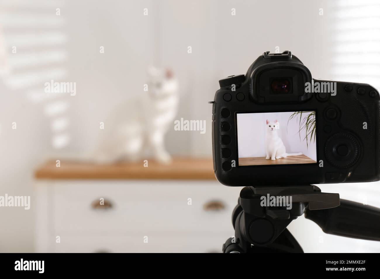 Cat on camera hi-res stock photography and images - Alamy
