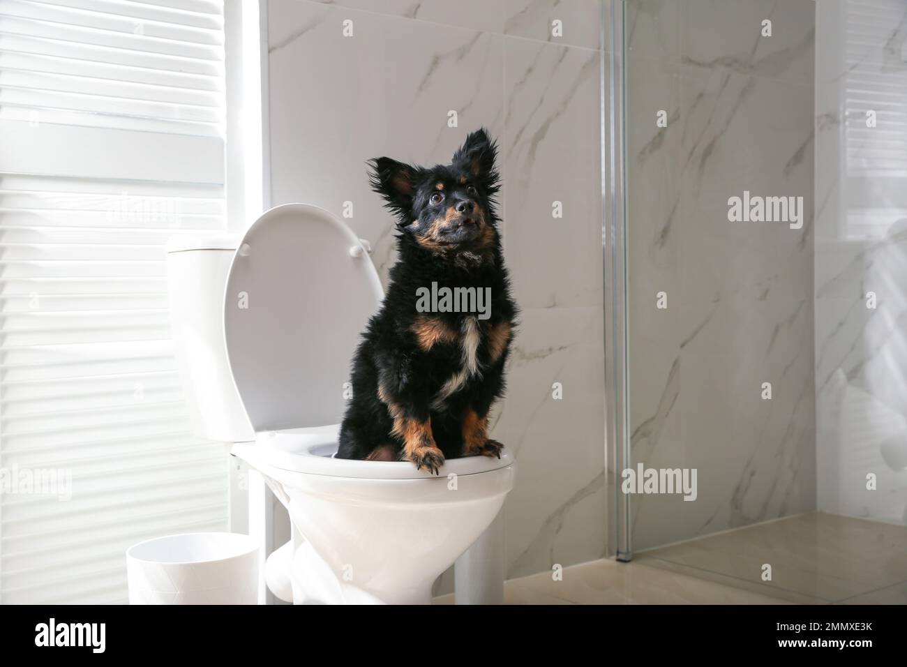 Cute dog sitting on toilet bowl in modern bathroom Stock Photo - Alamy