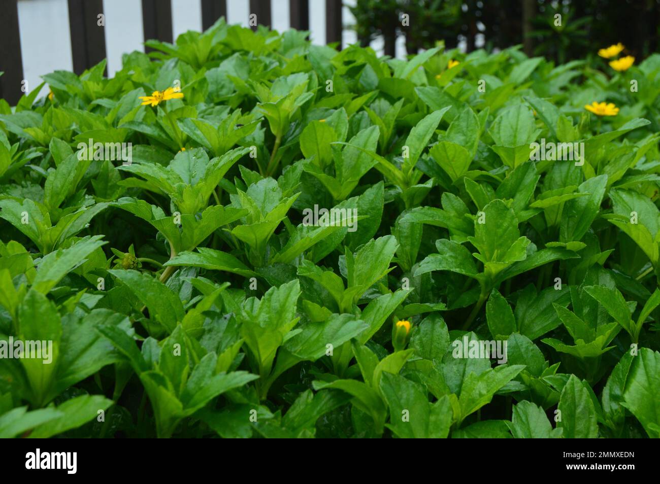 Portrait of the bright green leaves of the Wedelia Flower from various ...