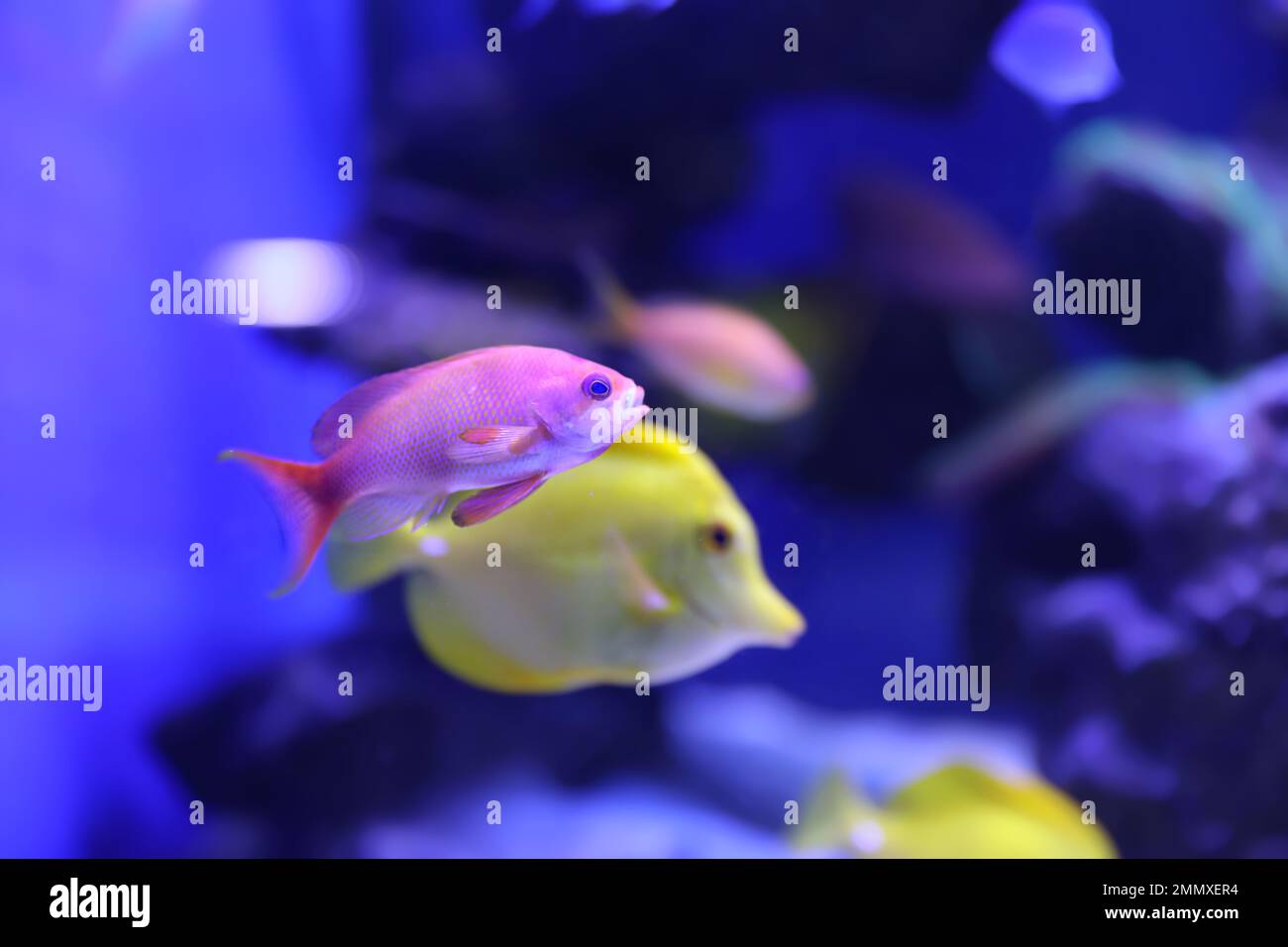 Creole fishes hi-res stock photography and images - Alamy