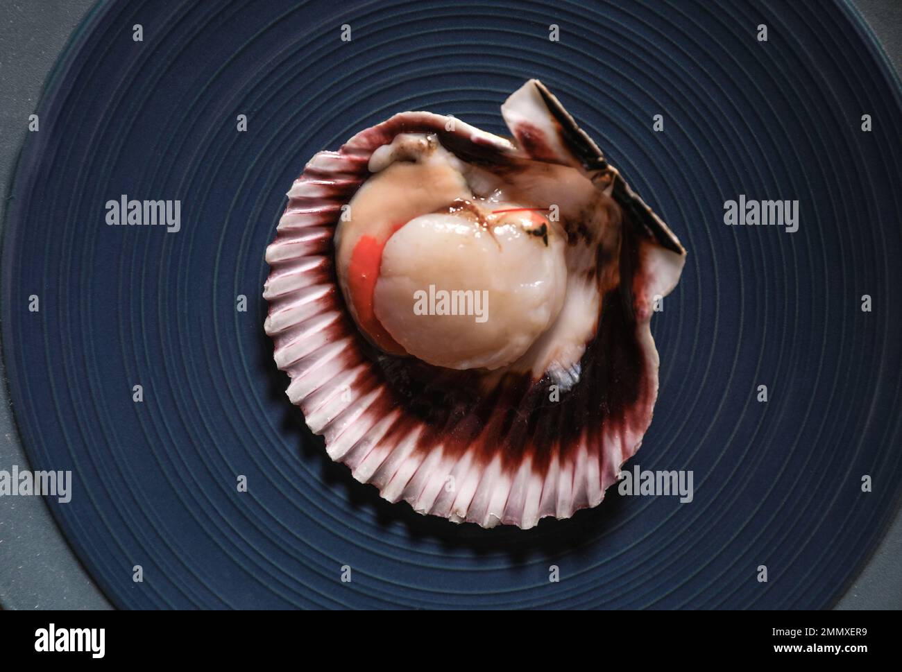 Scallop shell plate hi-res stock photography and images - Alamy