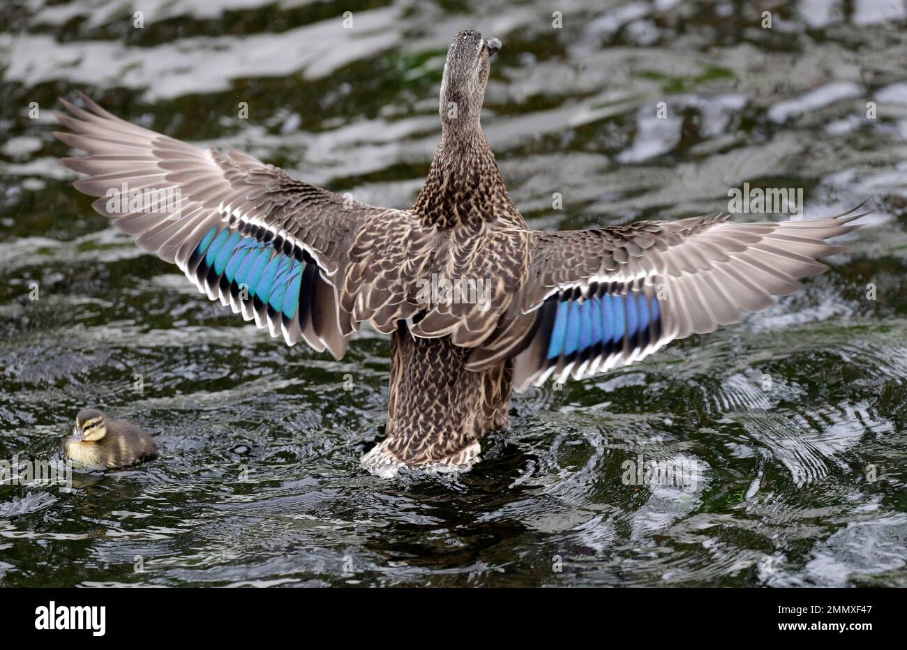 A duckling swims under a duck as she flaps her her wings in a inner ...