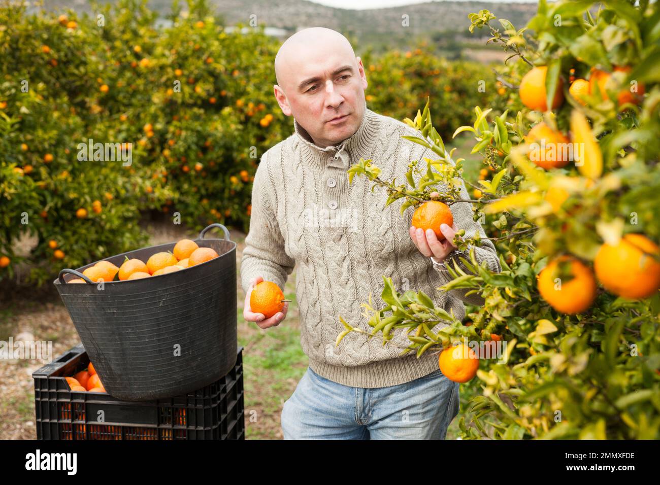 Professional farmer carefully examining ripe hi-res stock photography ...